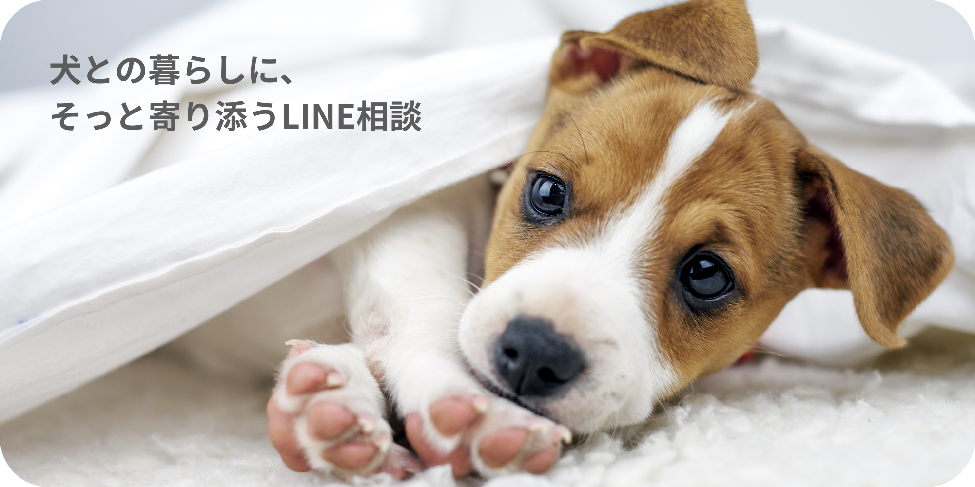 DOGDOM公式ホームページ | 愛犬との毎日に、笑顔と安心を。