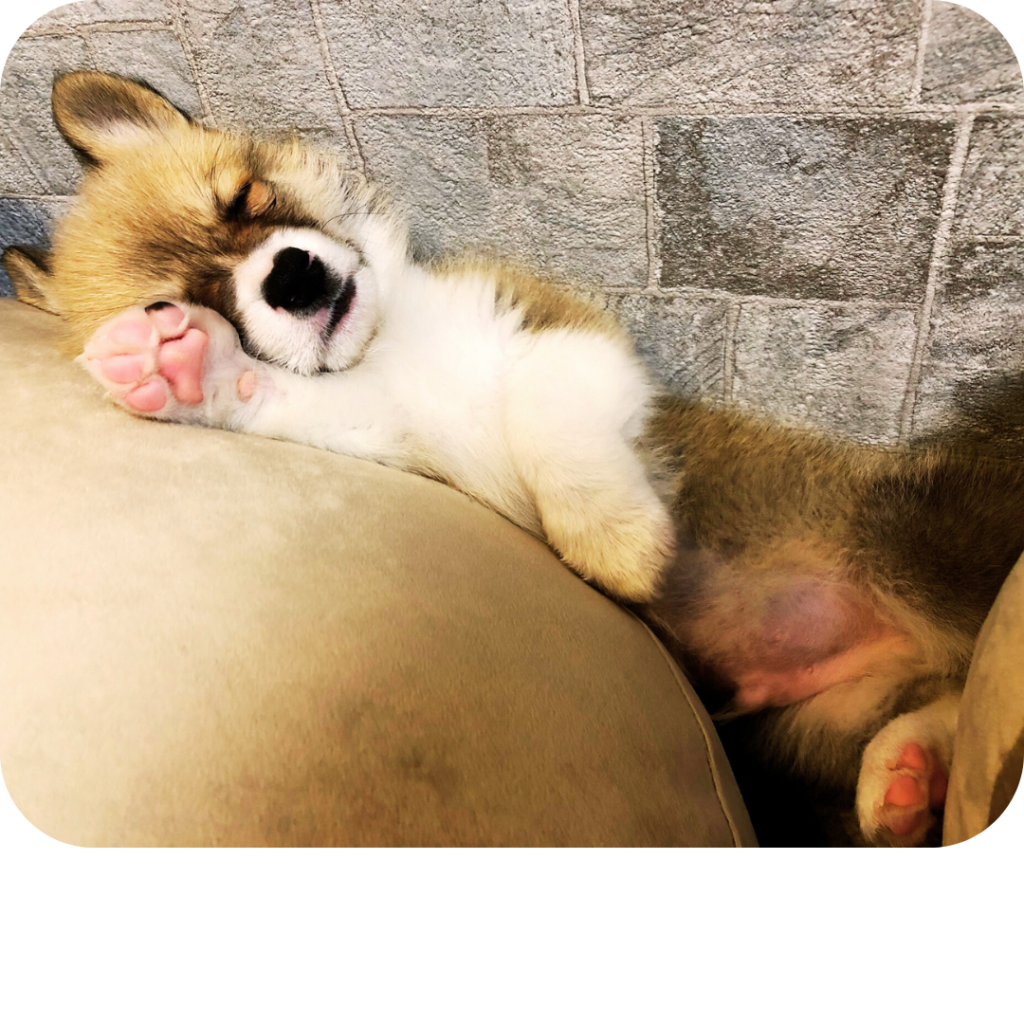 愛犬家コンサルタントとは | DOGDOM公式ホームページ